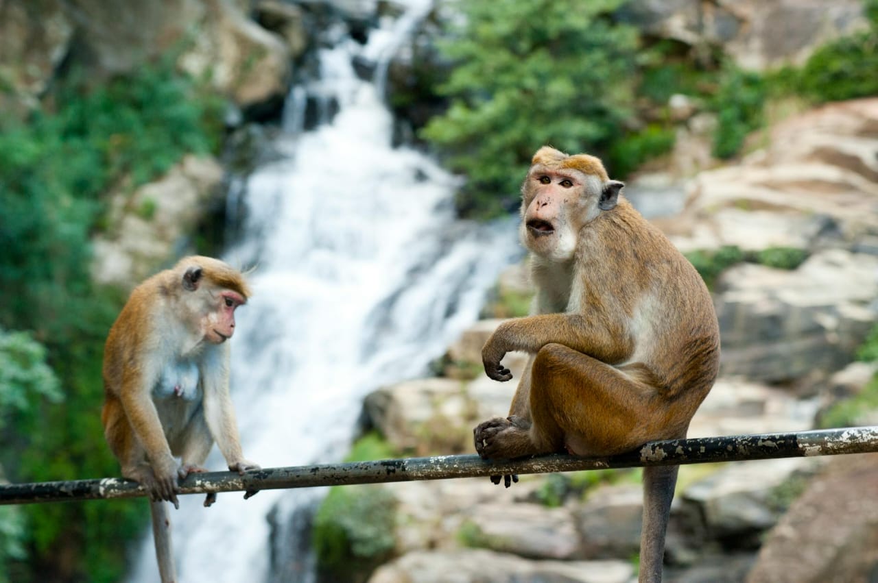 Magical Monkeyland: A Must-Visit in Punta Cana