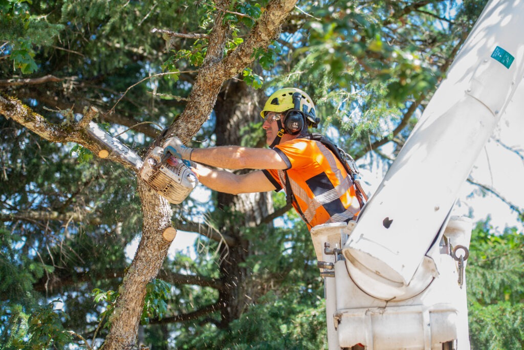 Expert Tree Care Solutions for the Gold Coast: Why Choosing ...